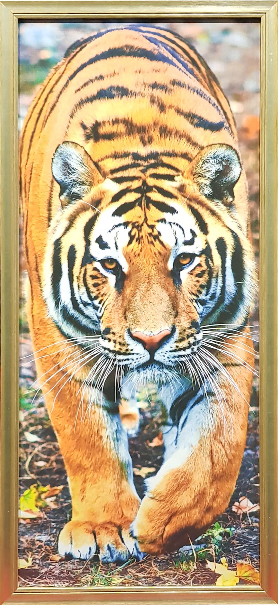 Framed Print of Tiger Advancing – allaboutartaustralia